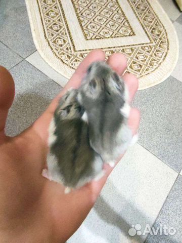 Джунгарский хомяк бесплатно