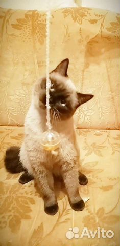 Кот сиамский молодой