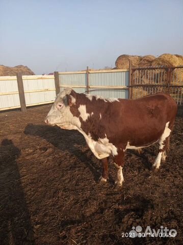 Бык герефорд