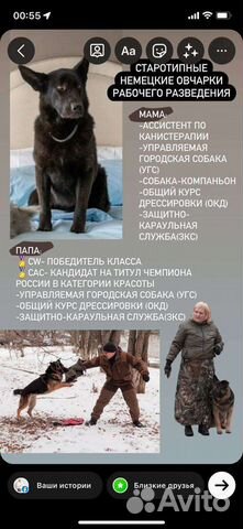 Собаки щенки немецкая овчарка
