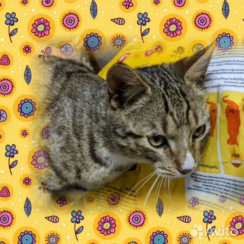 Самый музыкальный котёнок Мурчик