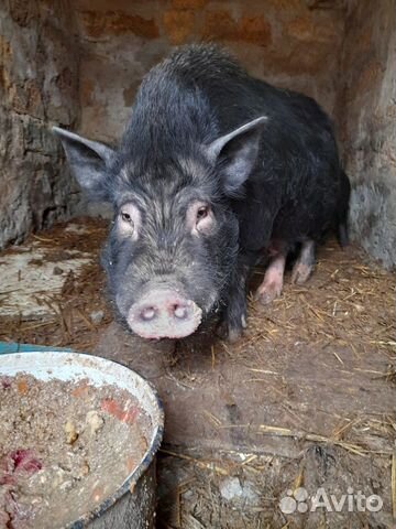 Вьетнамский хряк на вязку