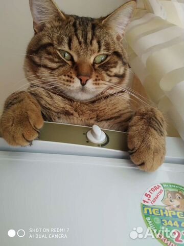 Кот на вязку