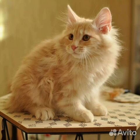 Курильский бобтейл кот