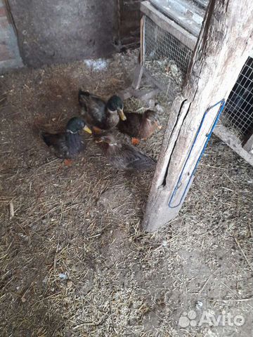 Селезень домашний