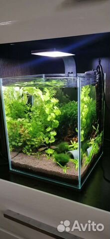 Аквариум с рыбками и растениями полный комплект