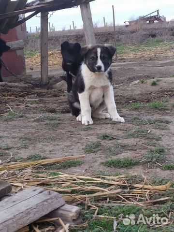 Пастушья собака