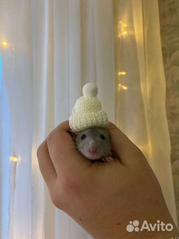 Крыски Дамбо, девочки, Бесплатно