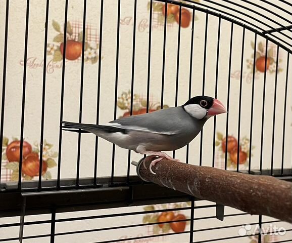 Рисовая амадина - самка