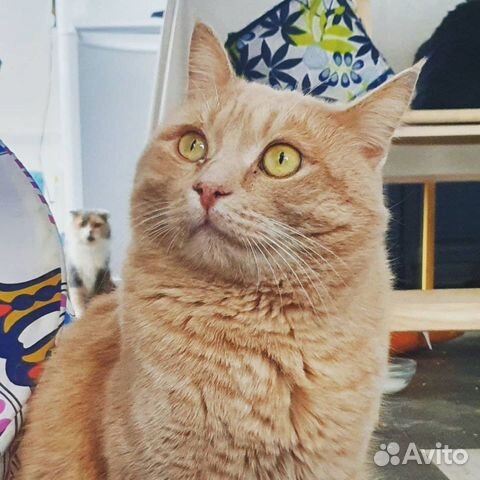 Кошки в добрые руки