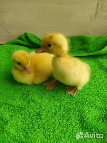 Утята мускусной(индоутки)