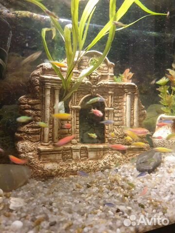 Рыбки данио гуппи