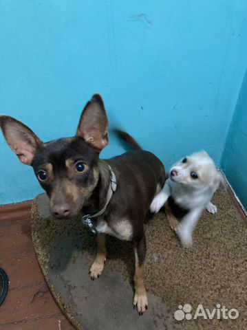 Помесь той-терьера