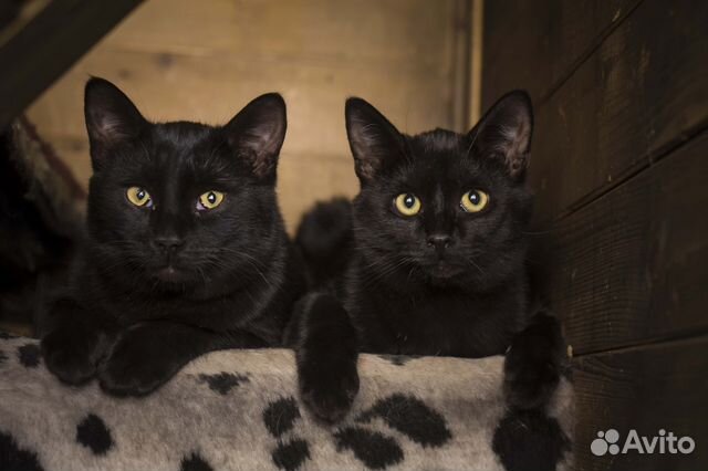 Черные (коттэ)