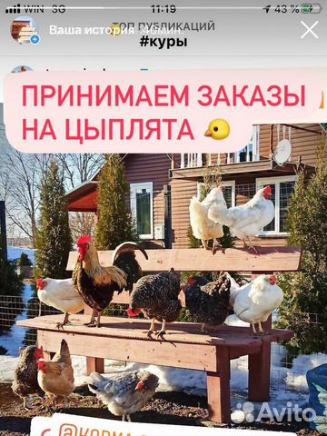 Реализуем суточных цыплят по всему крыму