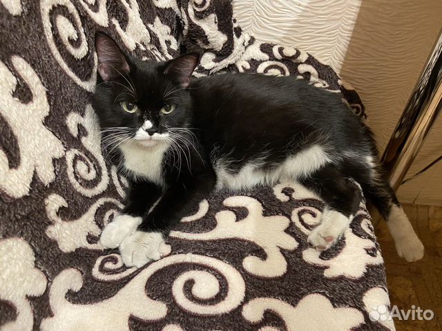 Найдена кошка