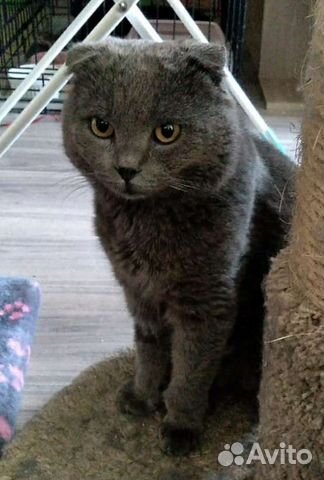 Шотландский вислоухий котик из Крыма ищет дом