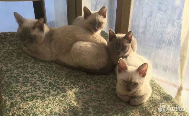 Котята тонкинез Х тайский