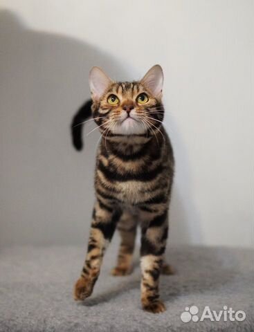 Золотая бенгальская кошечка, 9 месяцев