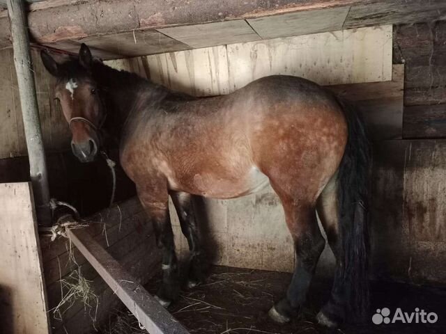 Жеребка тяжеловоз