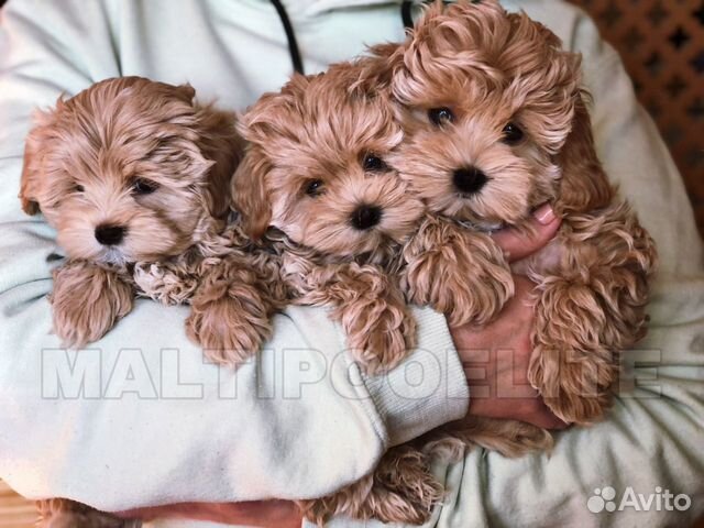 Мальтипу-мини Ф1