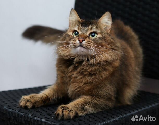 Кошка Луша в добрые руки