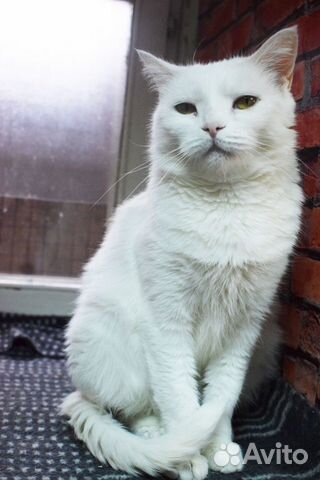 Белая кошечка Полли 1,5 года