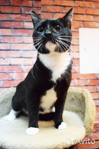 Котик Маркиз 1,5 года