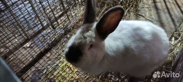 Крол Калифорния