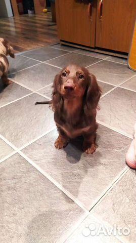 Собаки щенки таксы