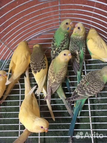 Волнистые попугаи молодежь