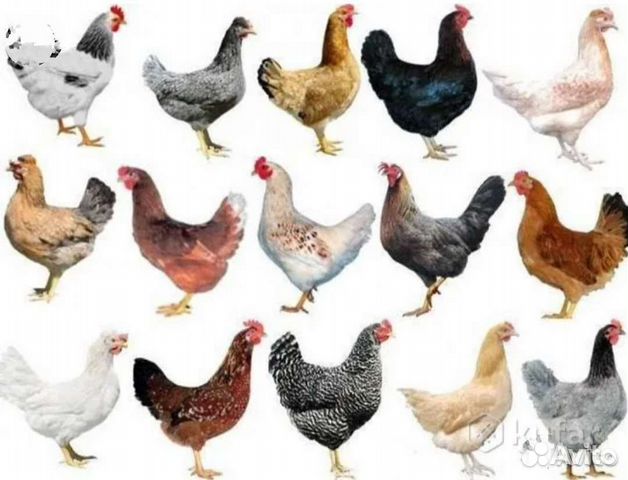 Цыплята несушки Доминант микс