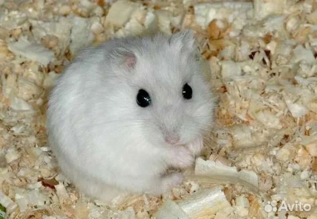 Джунгарский хомяк бесплатно