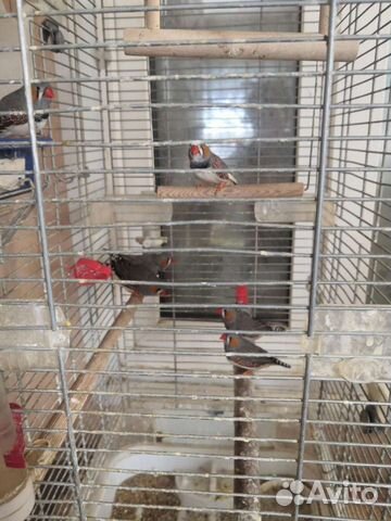 Зебровые амадины