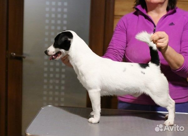 Джек рассел терьер вязка бело-черный кобель
