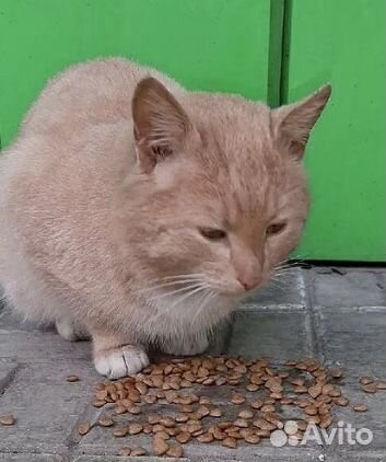 Молодой кот Абрикос палевого окраса ищет дом
