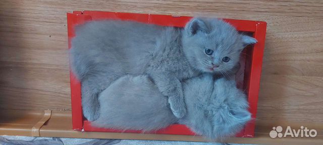 Котята