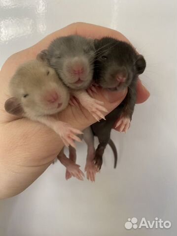 Крысята дамбо