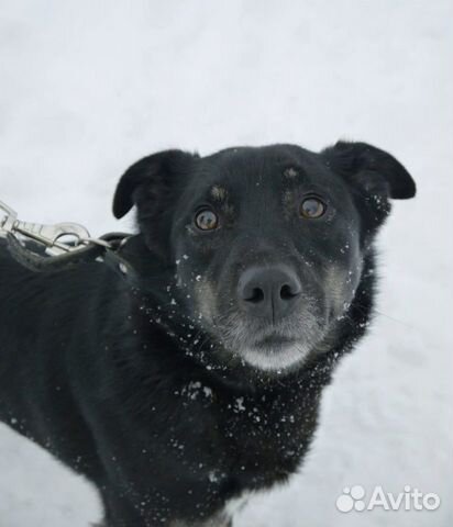 Молодой пес Багги умирает в приюте от тоски
