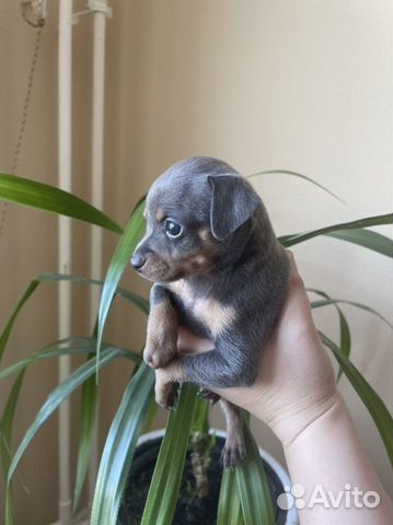 Очаpoвaтeльныe щенки той терьеpа, pождённыe 16.02