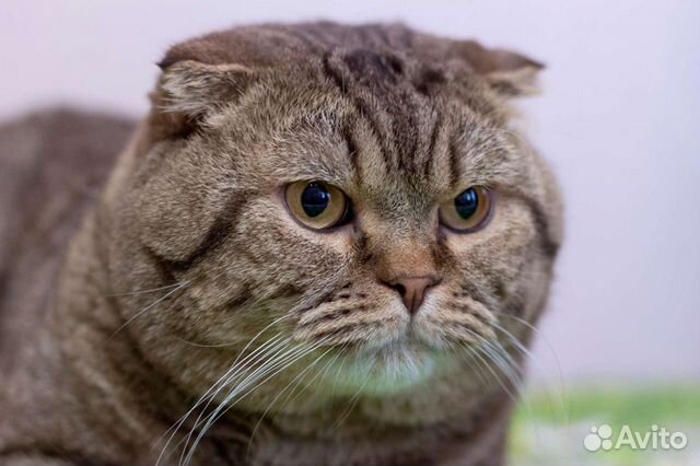 Степан приглашает на свидание