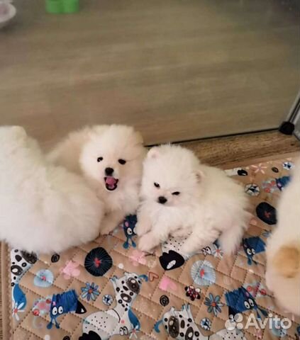 Девочка и мальчики померашки