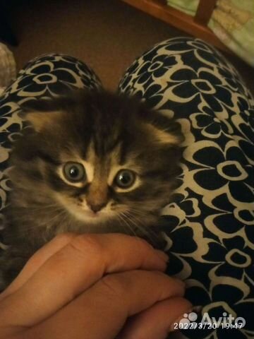 Вислоухие котята