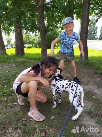 Далматин далматинец малышка. Отдам в добрые руки