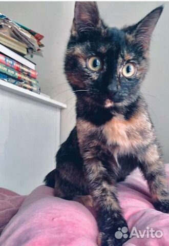 Очаровательная девочка ищет дом