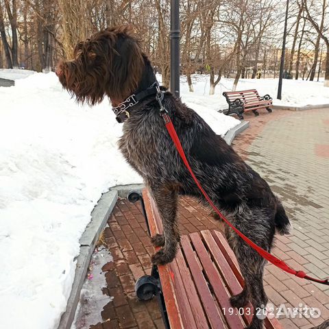 Дратхаар в добрые руки