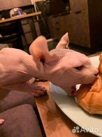 Канадский сфинкс эльф котенок