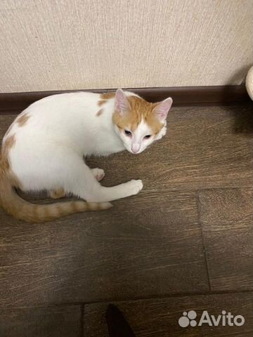 Котёнок - мальчик 4,5 месяца