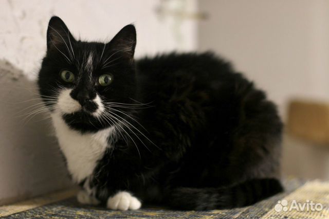 Отдам кошку бесплатно, но в добрые руки