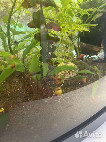 Рыбки Меченосцев купим